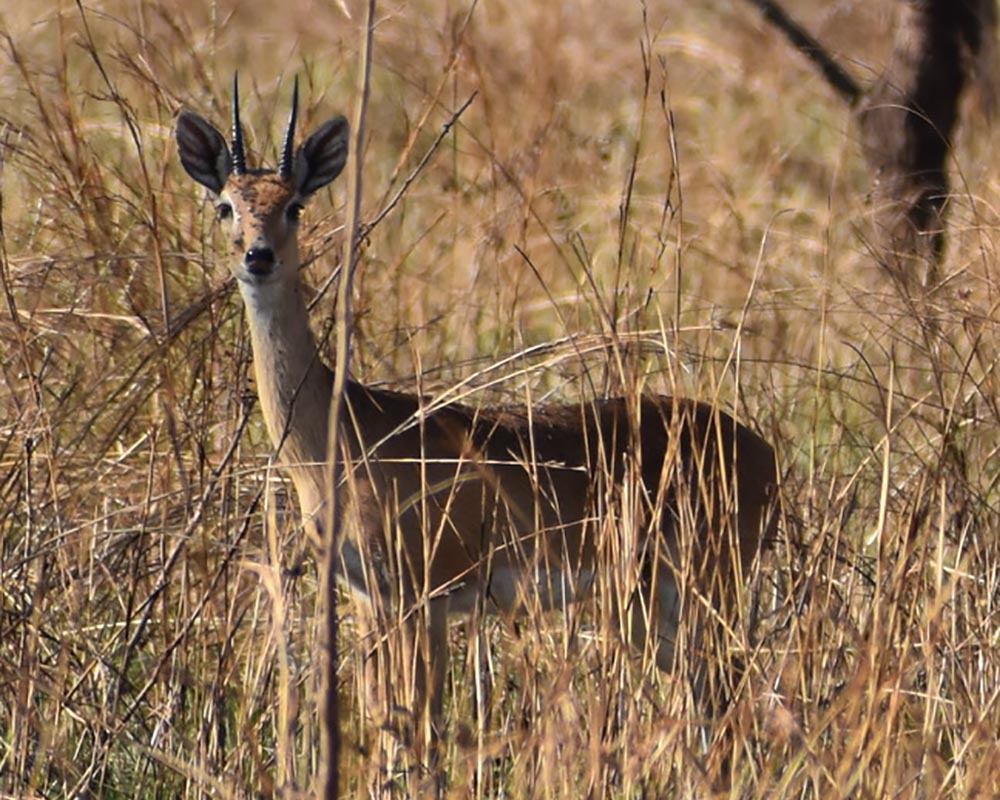 Uganda Pro Hunts